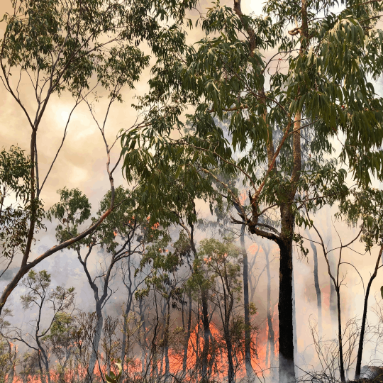 Follow-up of Reducing Bushfire Risks | Victorian Auditor-General's Office